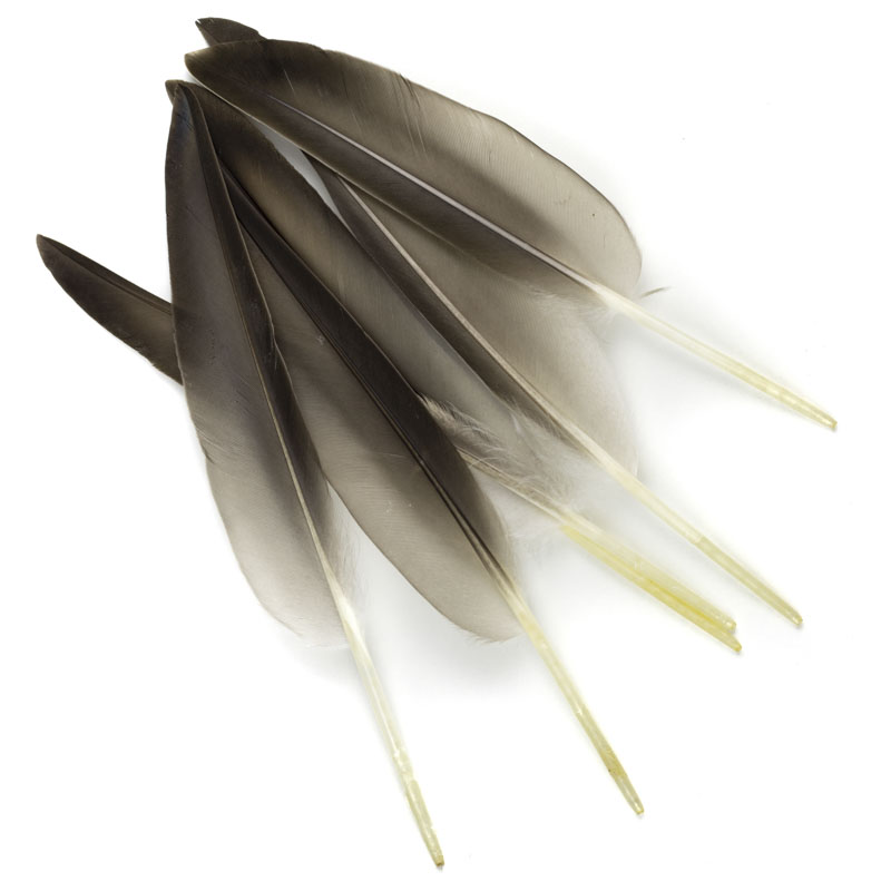 Veniard Mallard Duck Wing Quills | 54 Dean Street Fly Shop